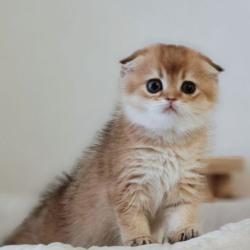 Шотландский вислоухий короткошёрстный котёнок