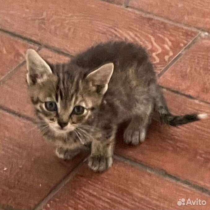 Чудом спасённый котёнок
