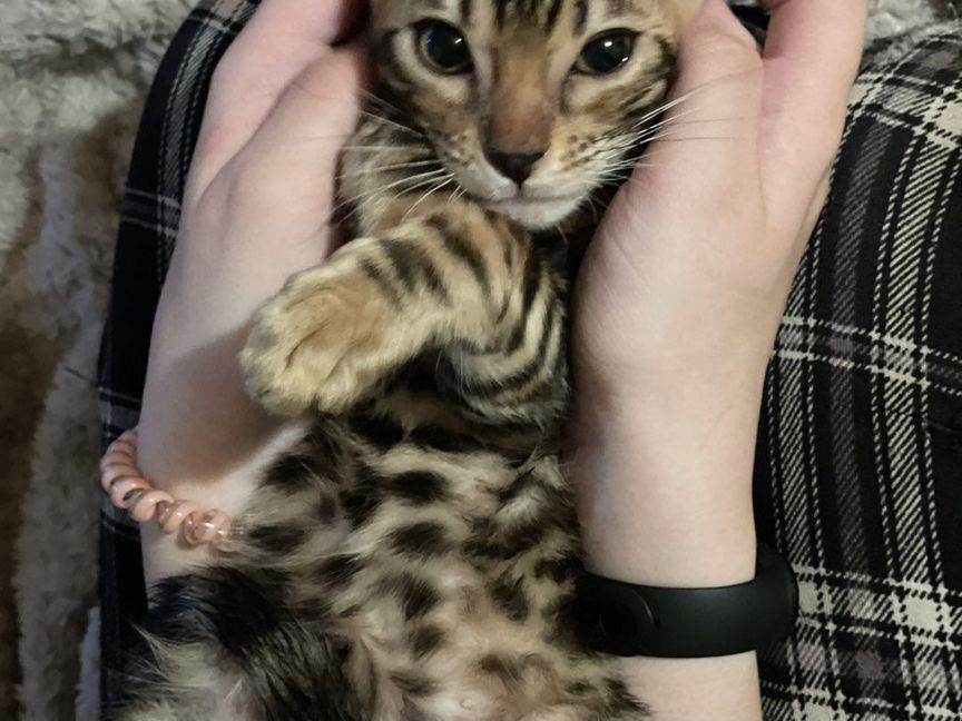 Бенгальские котята