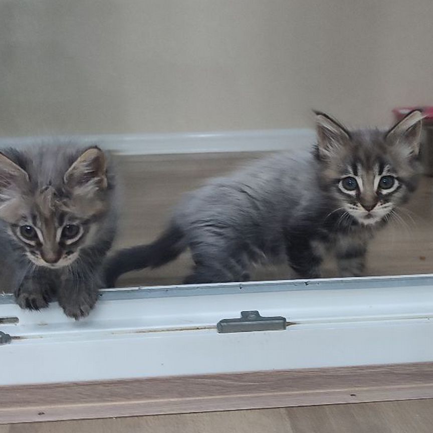 Мейн-кун котёнок