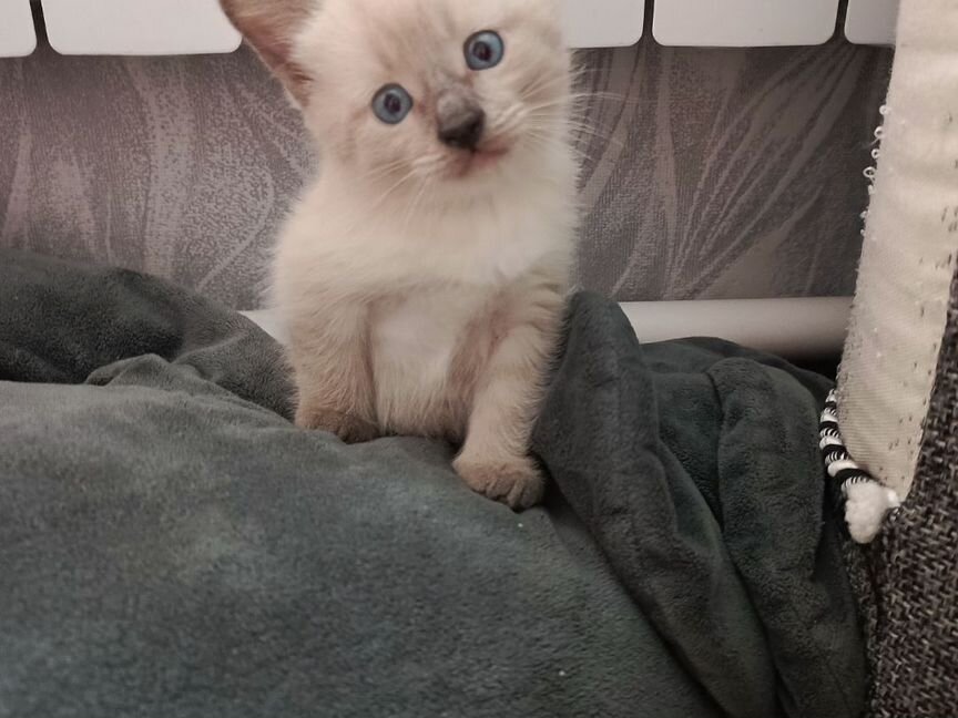 Сиамские котята бесплатно