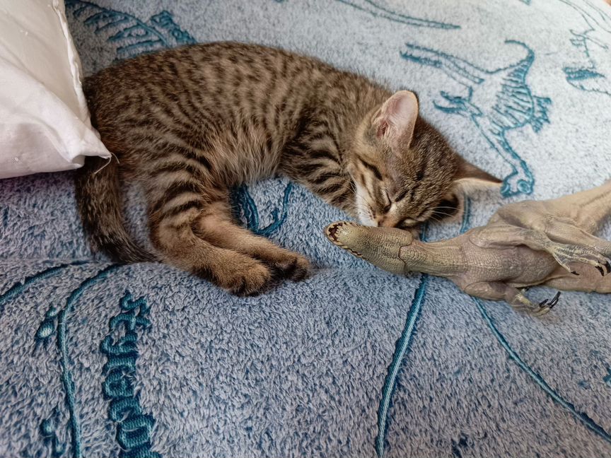 Котёнок