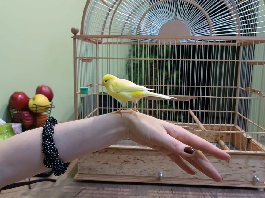 Канарейка певчая
