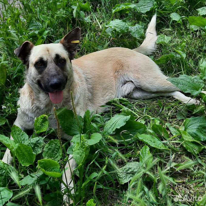 Молодой пёс Дик в добрые руки