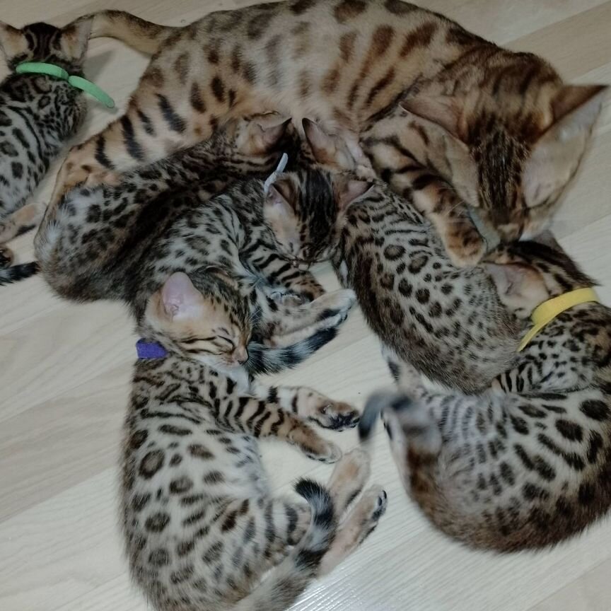 Бенгальские котята