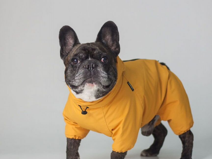 Комбинезон для Французского бульдога