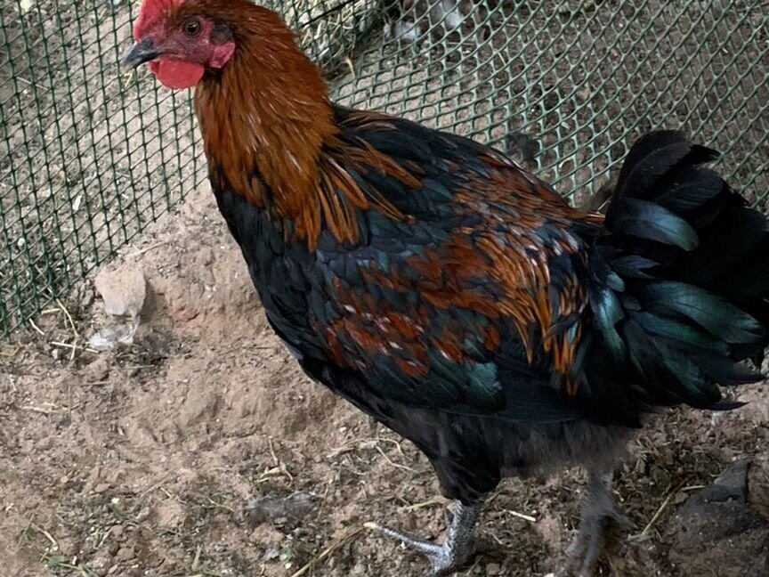 Петухи молодые