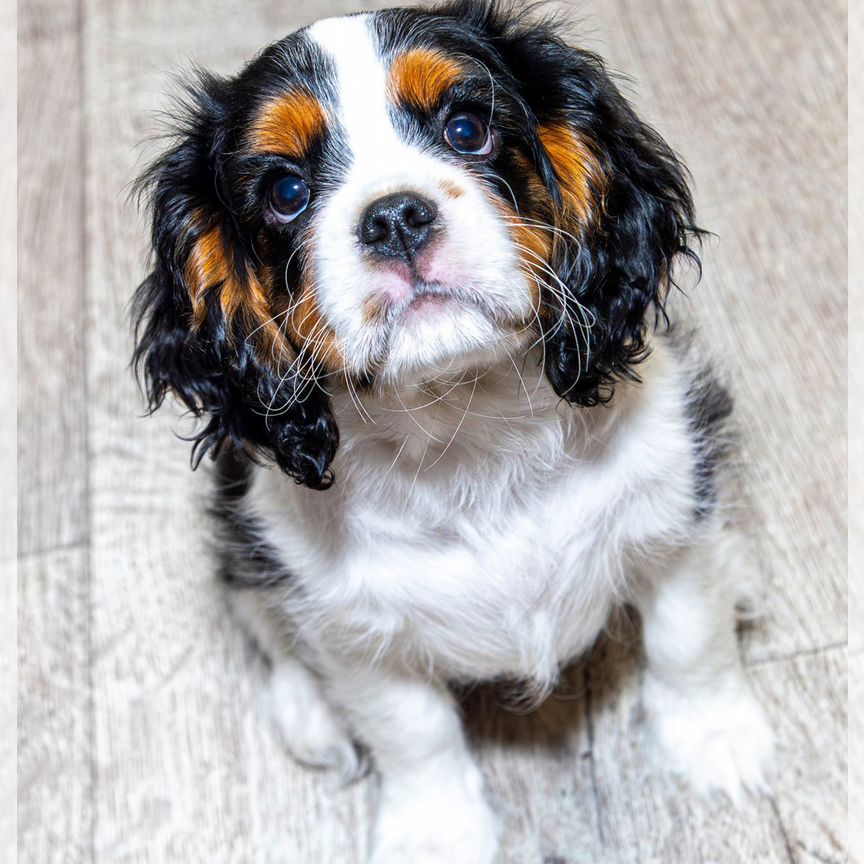 Кавалер кинг-чарльз-спаниель, щенок