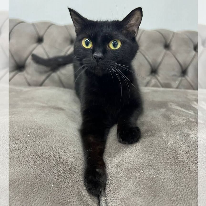 Взрослая, кошка в добрые руки