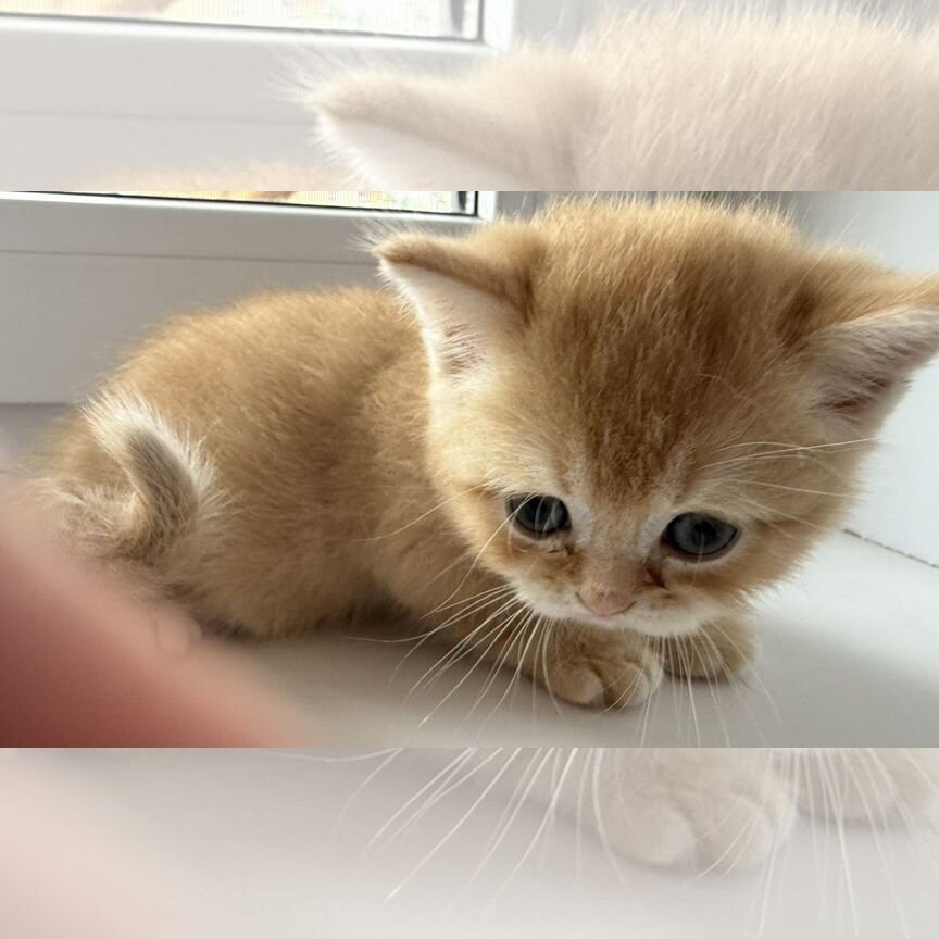 Шотландский прямоухий короткошёрстный котёнок