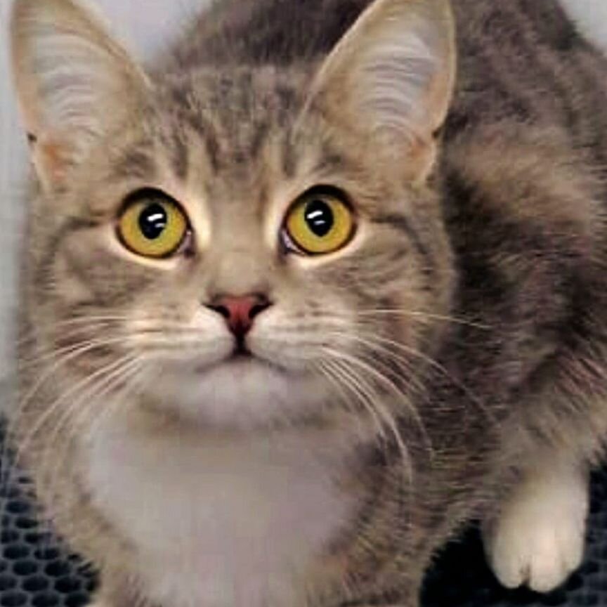 Кошечка 7 месяцев в хорошие руки