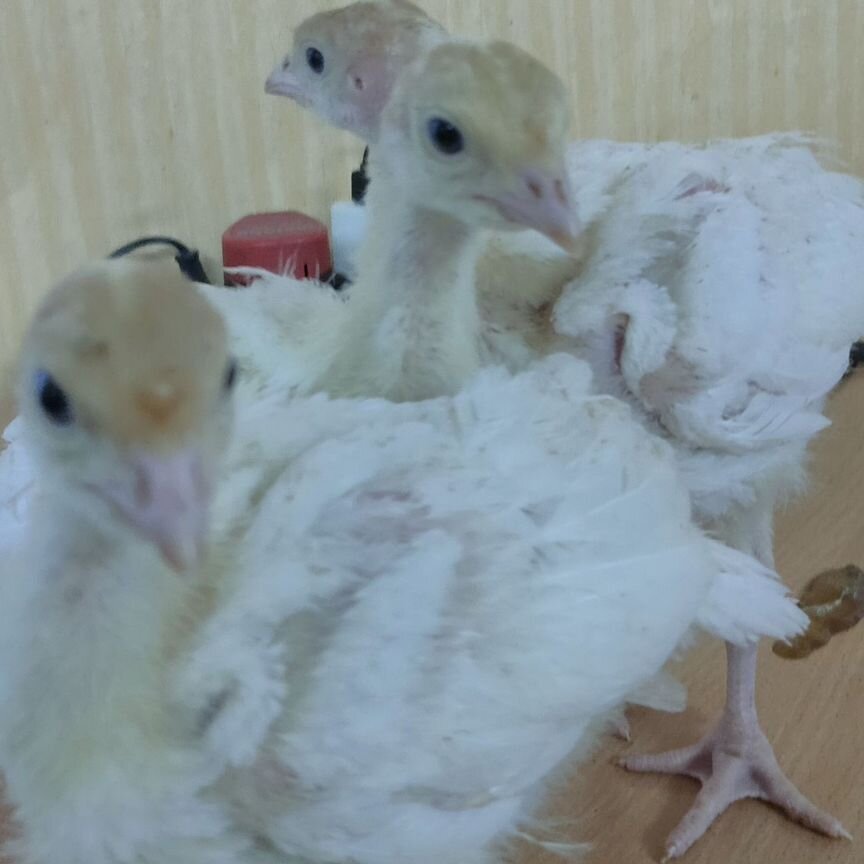 Индюшата хайбрид конвертер Италия, подрощенные