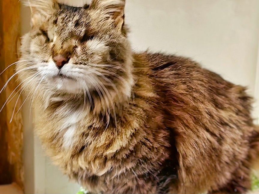 Слепая кошечка ищет дом