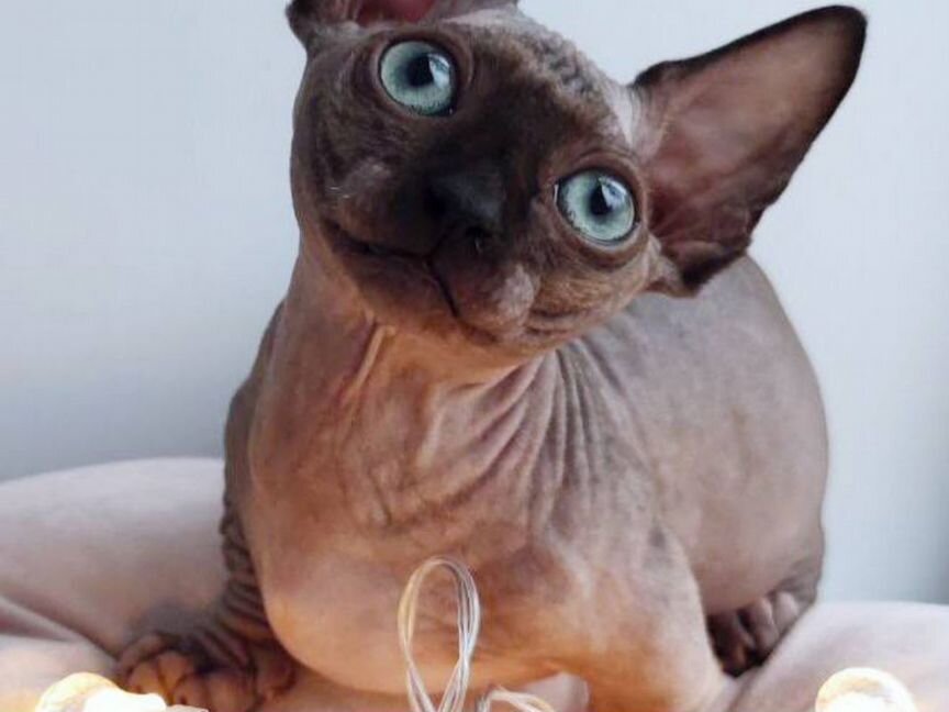 Канадский сфинкс бамбино