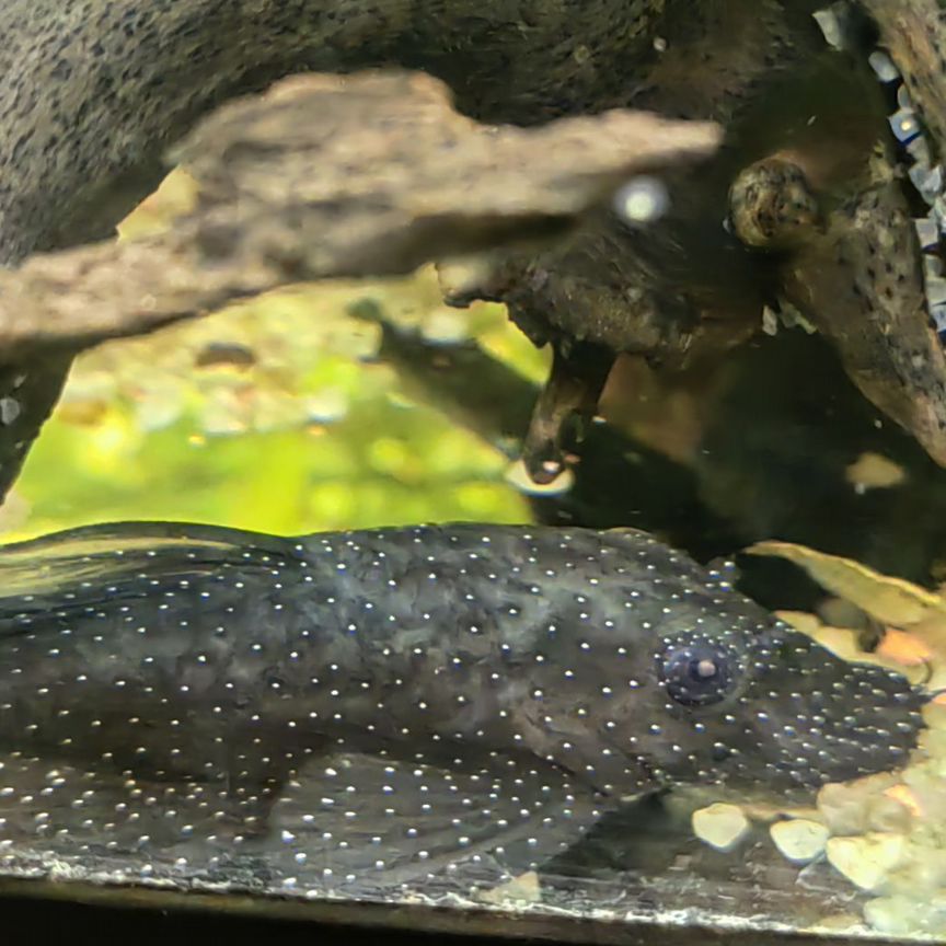 Самки звездчатого анциструса L - 181