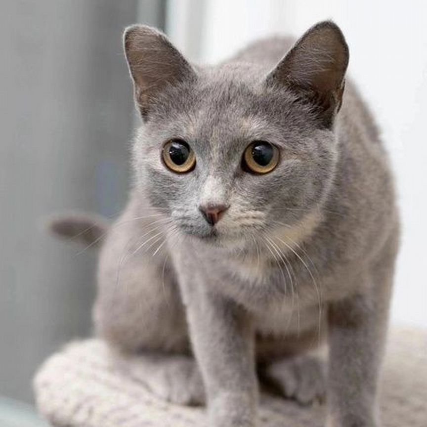 Кошка Леди Гага в добрые руки