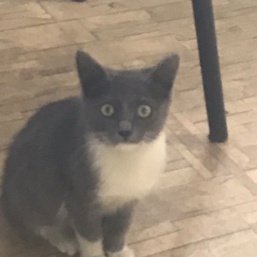 Котенок девочка в добрые руки