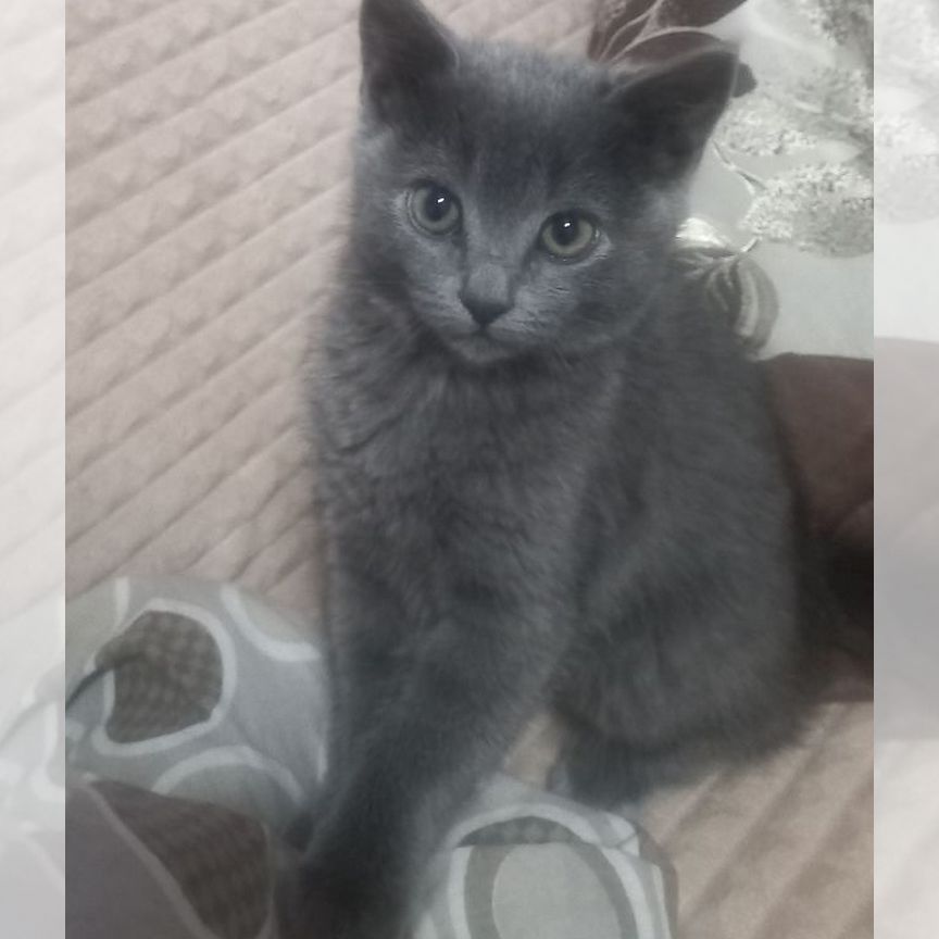 Отдам в добрые руки котёнок девочка