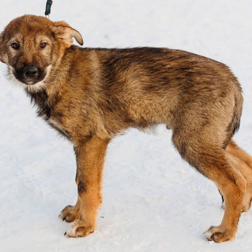 Подопечный приюта