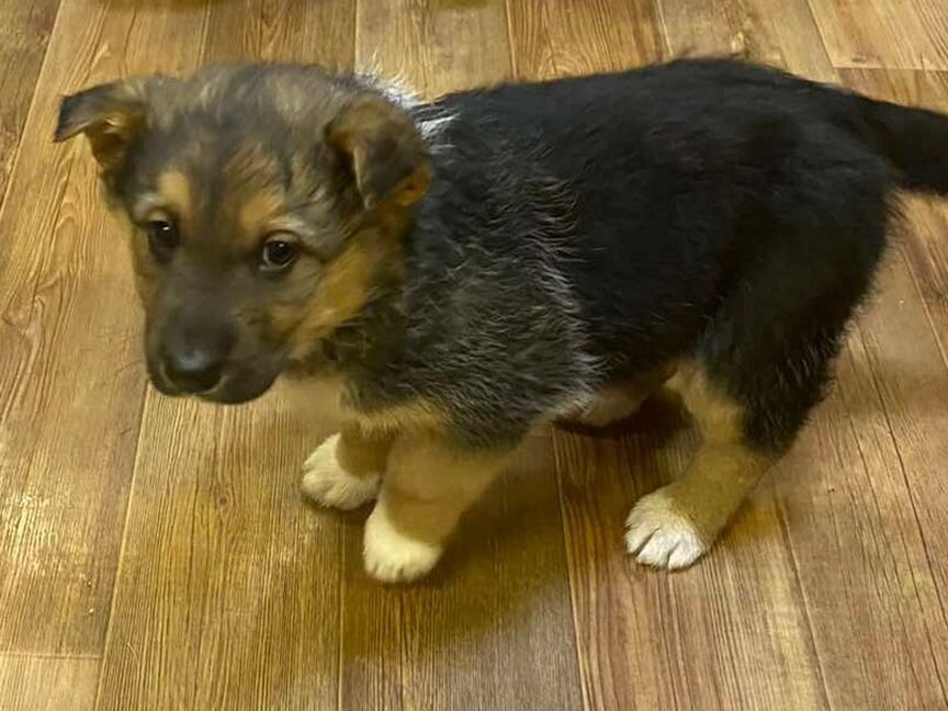 Немецкая овчарка