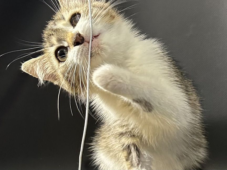 Котенок белый полосатый девочка