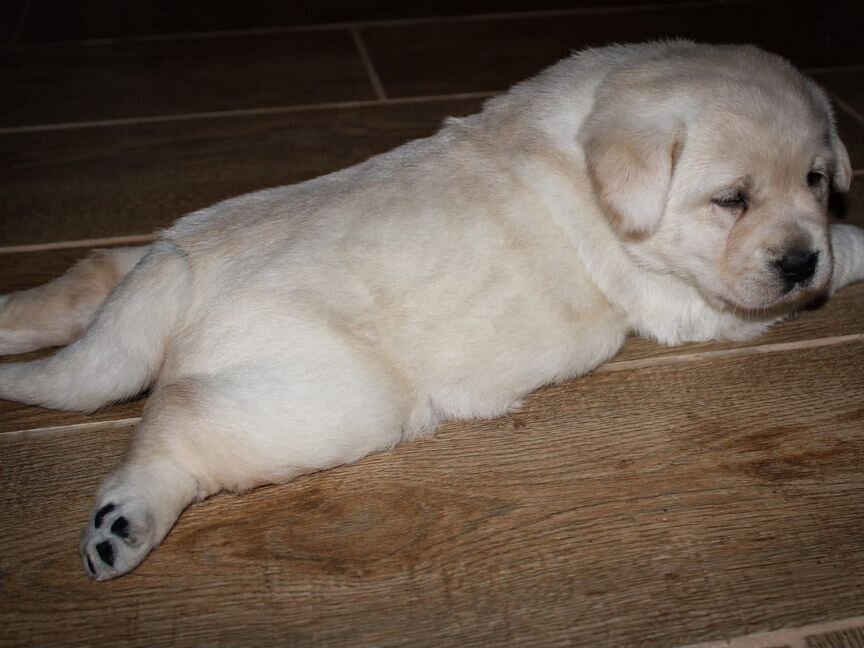 Щенок лабрадора