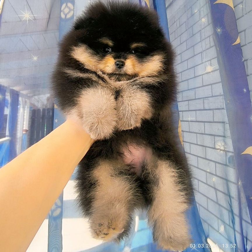 Шикарные малыши