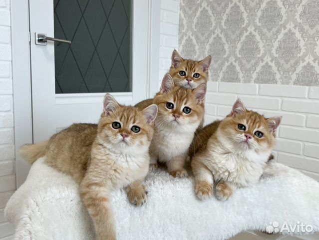 Британские золотые шиншиллы
