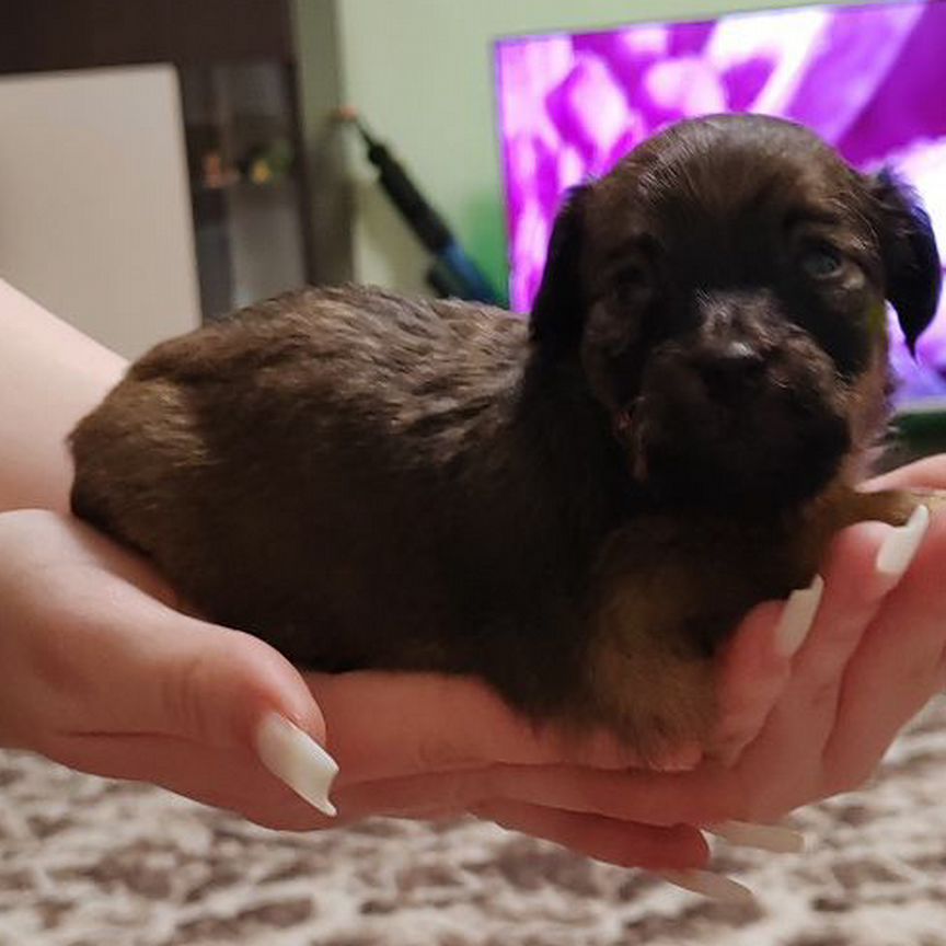 Щенок от частного владельца