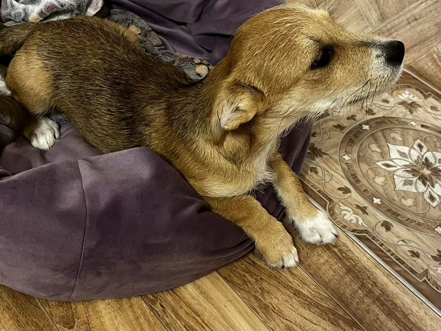 Джек рассел терьер помесь