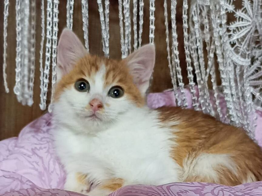 Кошка