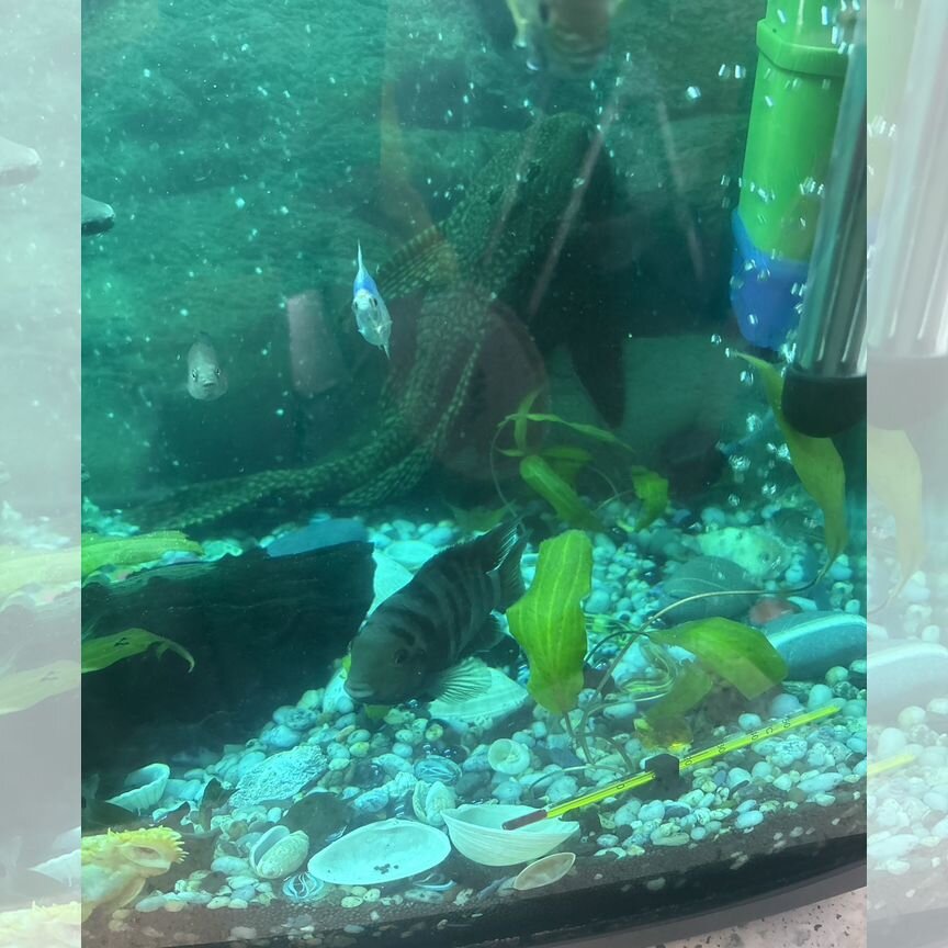 Сом птеригоплихт