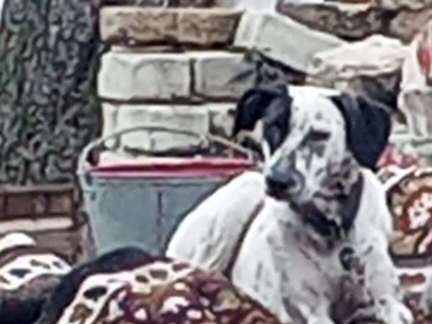 Отдам собаку в добрые руки