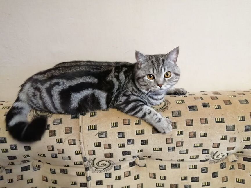 Шотландский кот. Вязка