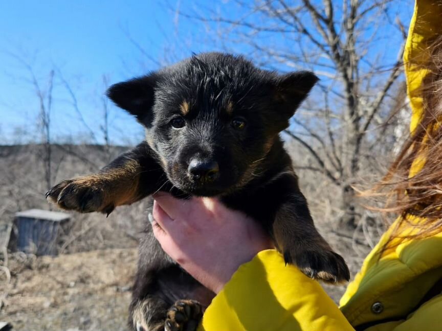 Собака в добрые руки отдам бесплатно щенки