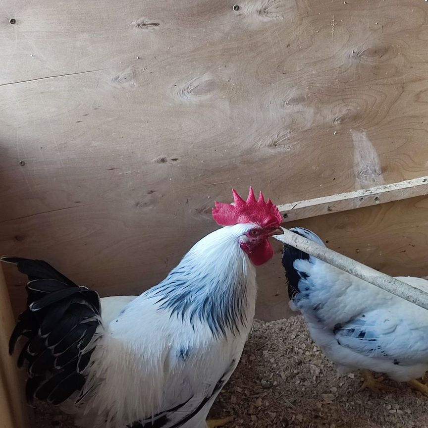 Петух обмен на курицу