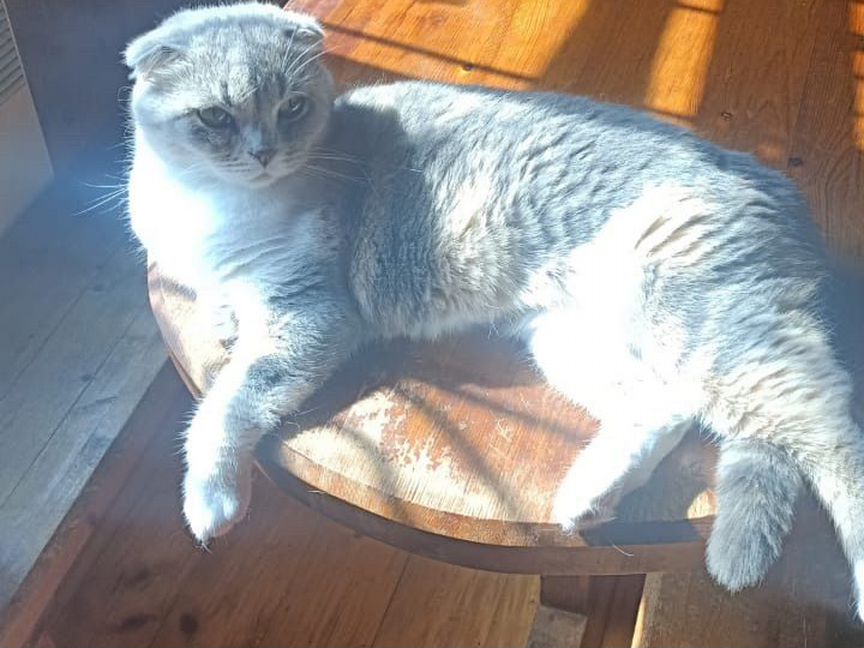 Британская вислоухая кошка