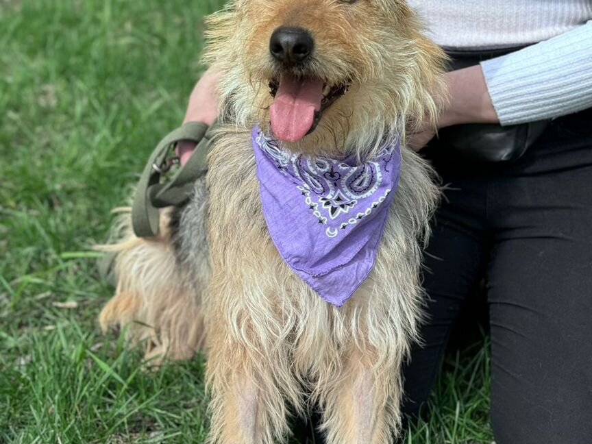 Собака в добрые руки отдам бесплатно