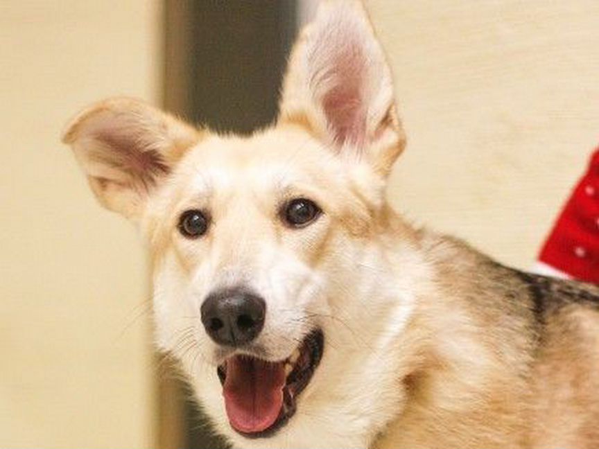 Подарите дом смертнице, собака в добрые руки