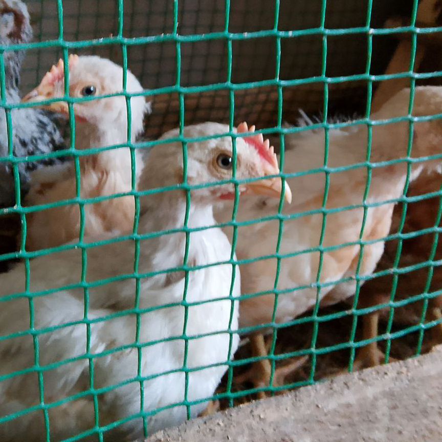 Молодые петушки 1.5 месяцев