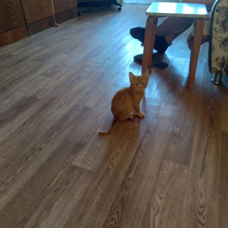 Котята в добрые руки бесплатно