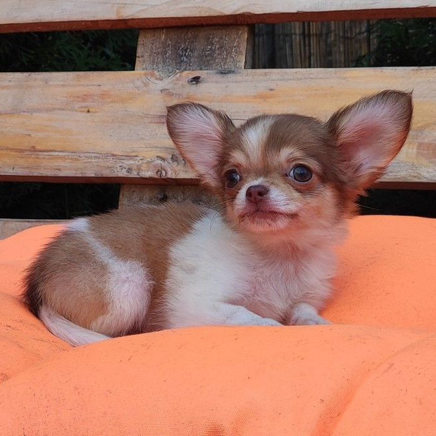 Чихуахуа Кроха