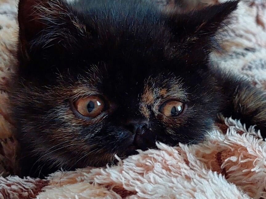 Персидские экзоты