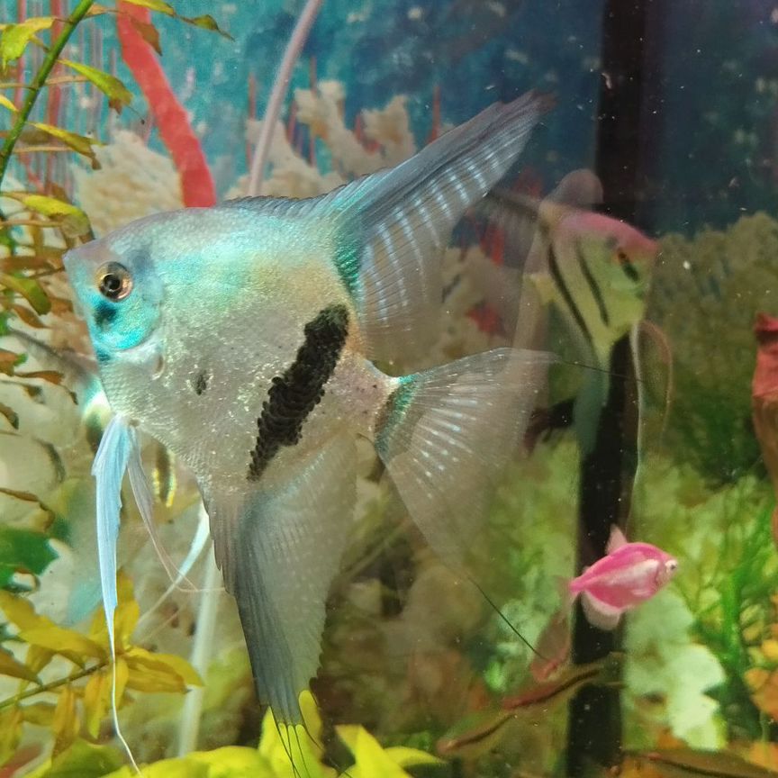 Скалярия голубой ангел