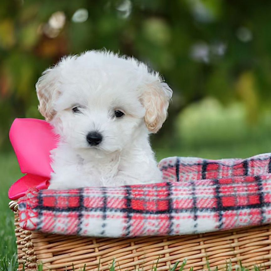 Мальтипу, щенок