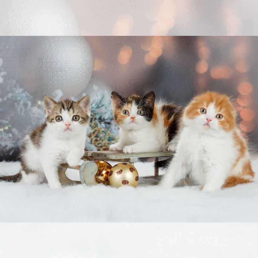 Шотландский прямоухий короткошёрстный котёнок