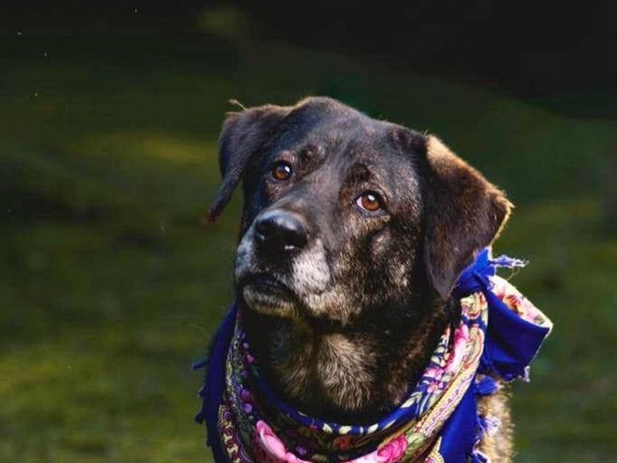 Герда нянька для детей собака в добрые руки