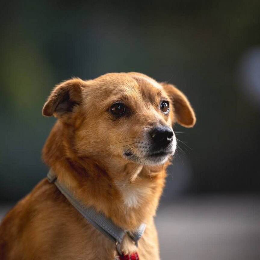 Лучший маленький друг