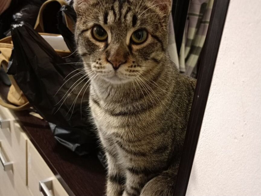 Котенок подросток