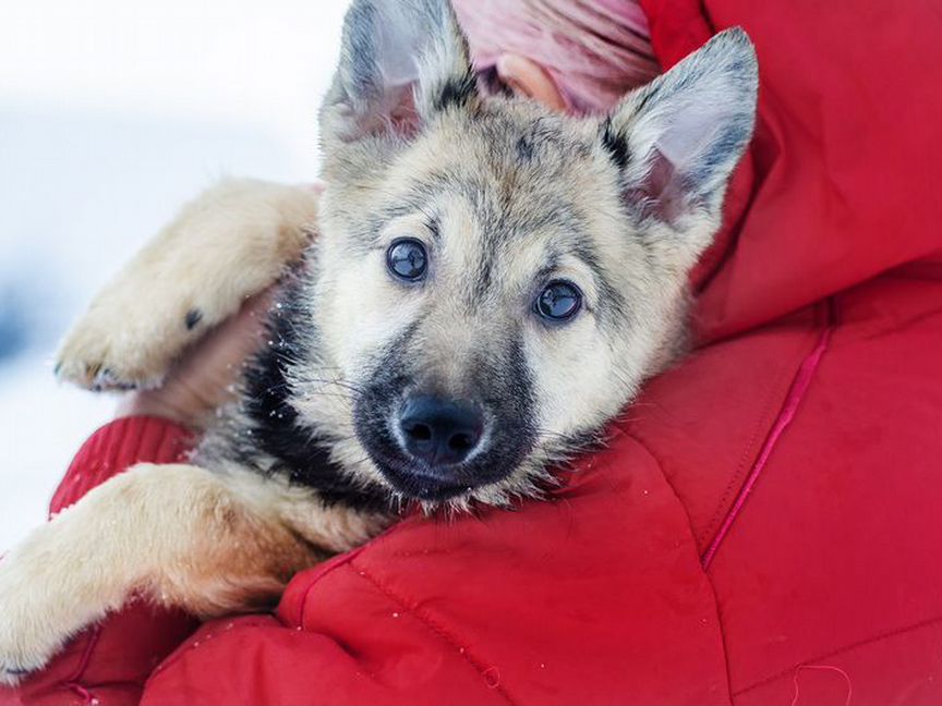 Великолепный щенок Хлоя в добрые руки